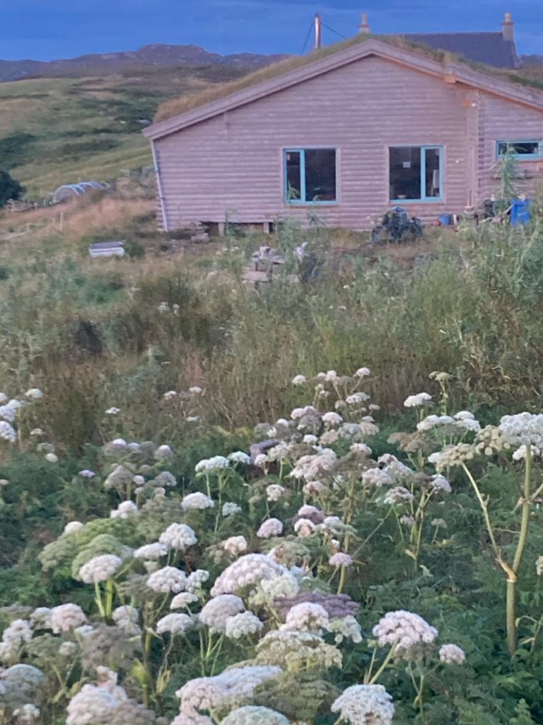 Candied angelica – Recipes from Uist